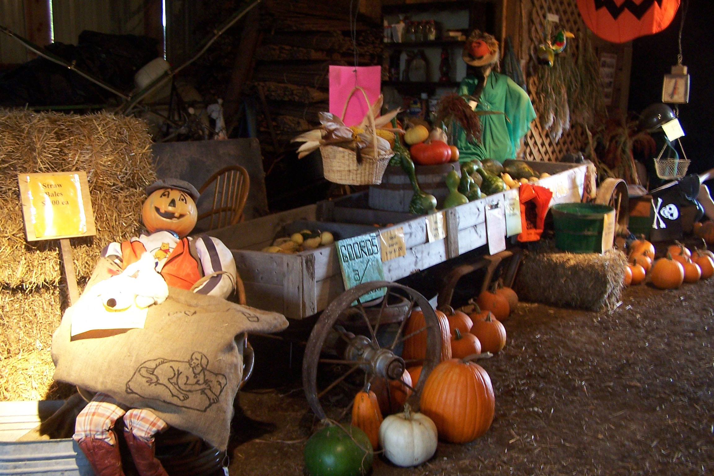 Pictures – Anderson's Pleasant Patch Pumpkins